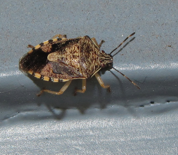 Predatory stink bug | Project Noah