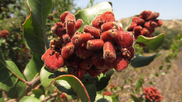 Lemonade Berry shrub | Project Noah