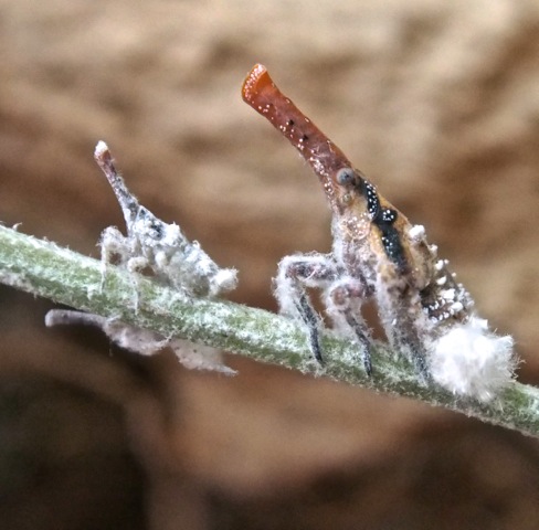 Malagasy Lantern Bug Nymph | Project Noah