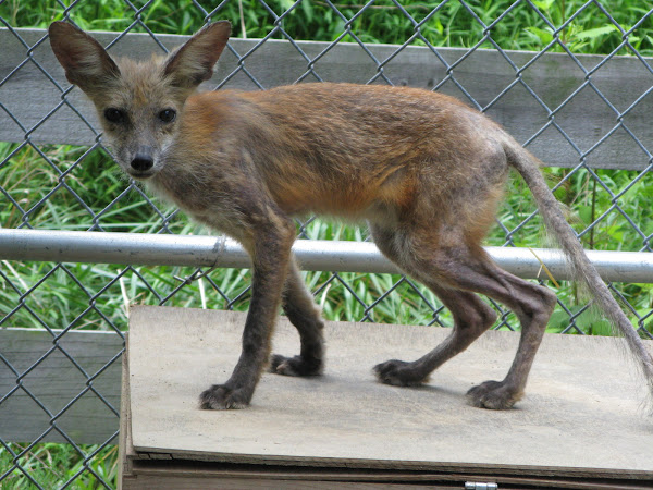 Red Fox | Project Noah