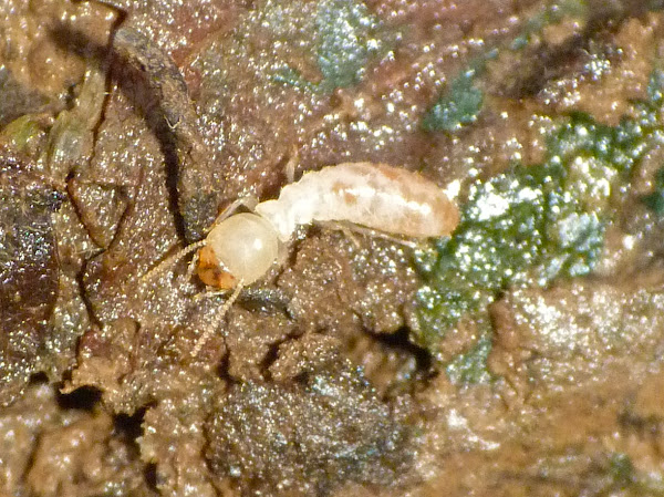 Formosan subterranean termite (worker) | Project Noah