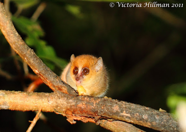 Rufous Mouse lemur | Project Noah
