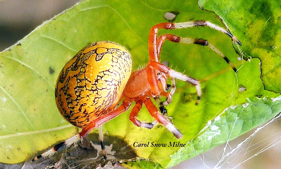Marbled Orb Weaver Spider | Project Noah