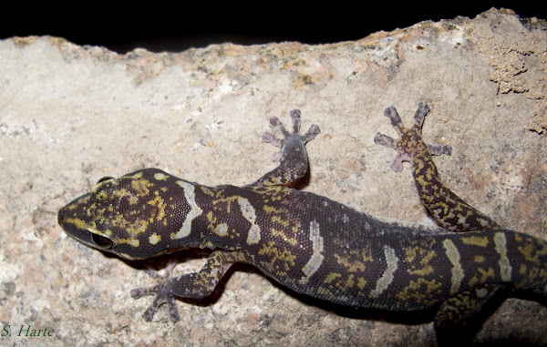 Ocellated Velvet Gecko | Project Noah