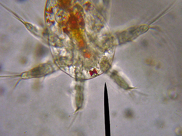 Cyclops copepod | Project Noah