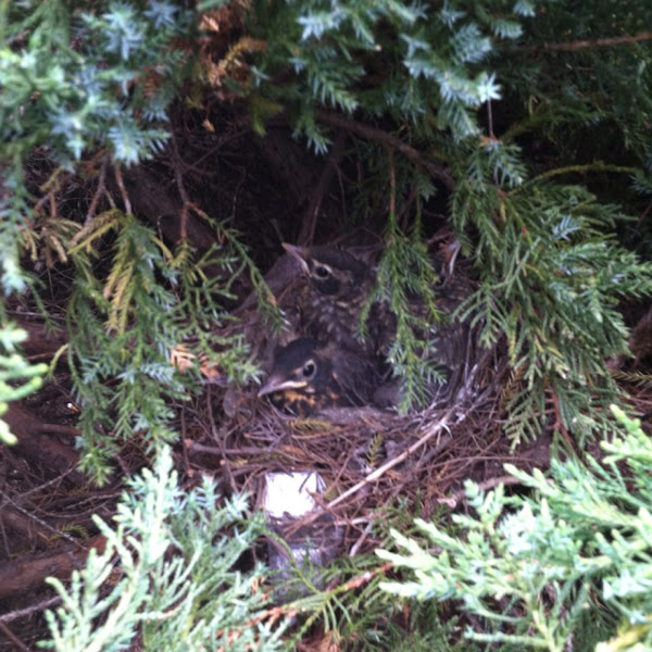 American Robin | Project Noah