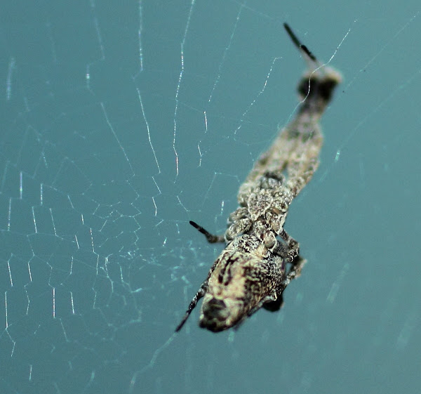 Feather legged spider | Project Noah