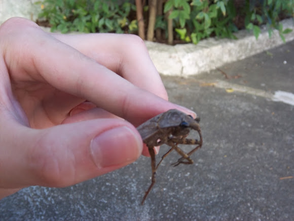 Cucaracha de Agua (Chinche de agua) | Project Noah