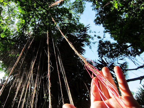 Javanese Treebine | Project Noah