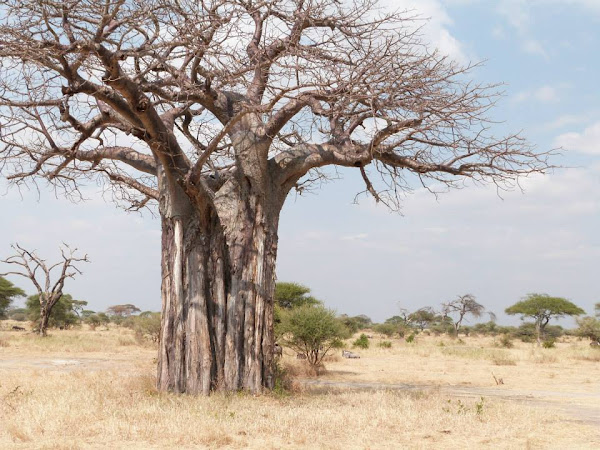 Baobab Tree | Project Noah