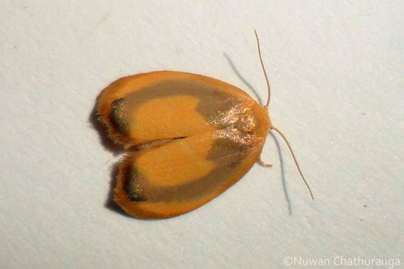 Footman Moth | Project Noah