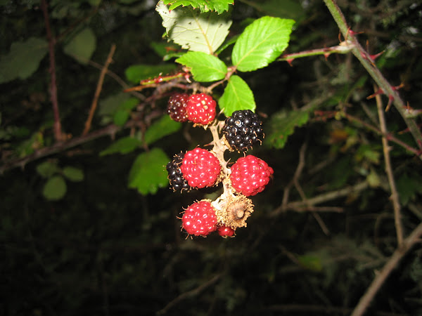elmleaf blackberry | Project Noah