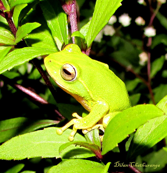 Stuart's shrub frog | Project Noah