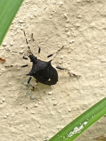 Black Stink Bug | Project Noah