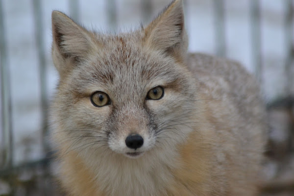 Corsac fox | Project Noah