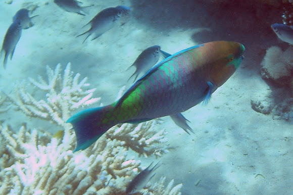 Rusty Parrotfish | Project Noah