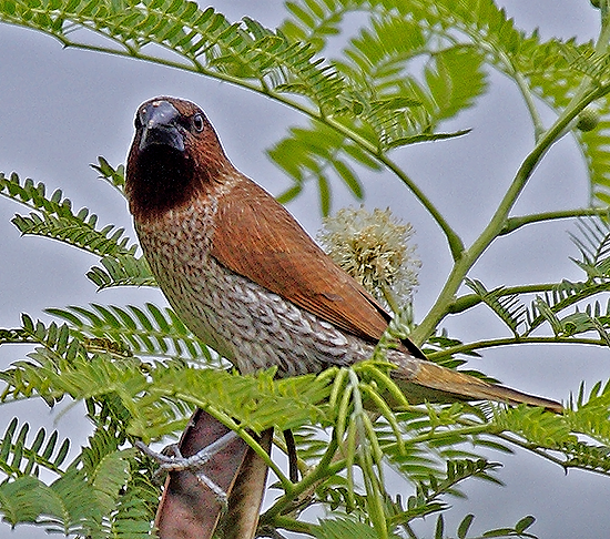 Scaly-breasted Munia | Project Noah