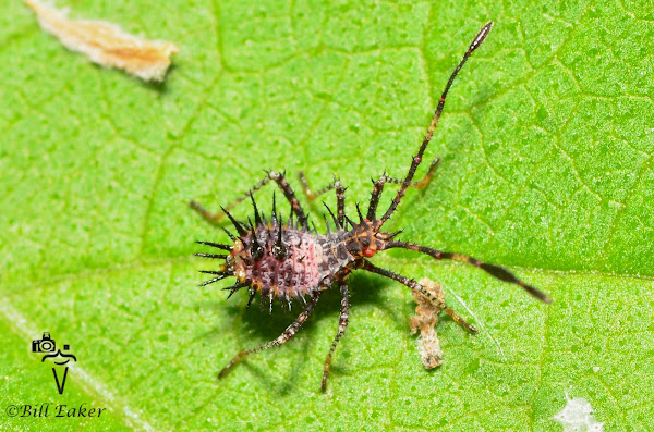 Helmeted Squash Bug Nymph | Project Noah
