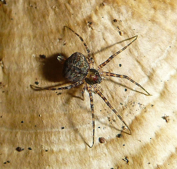 Two Tailed or Tree Trunk Spider | Project Noah