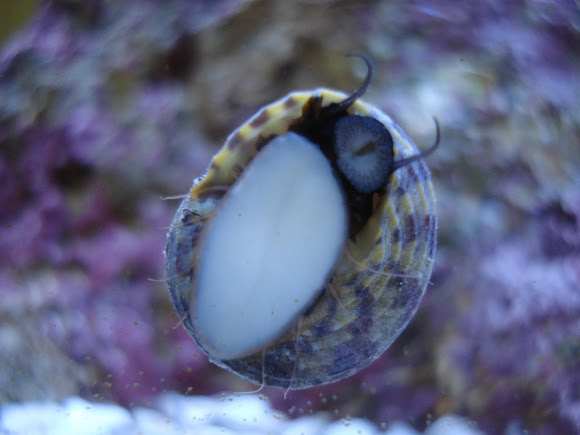 Turbo Snail | Project Noah