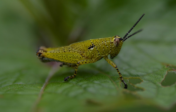 Gross hopper | Project Noah