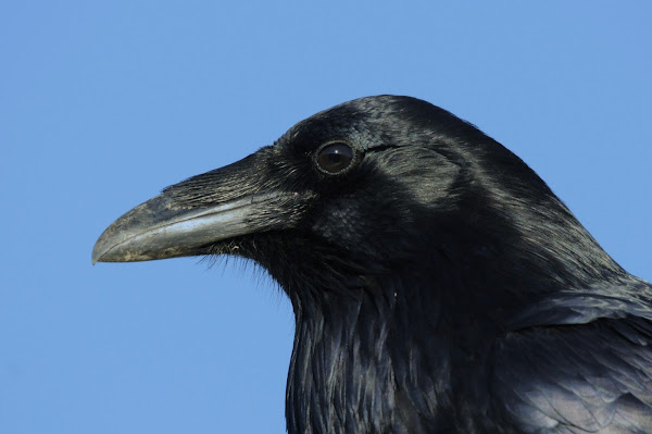 Northern Raven | Project Noah