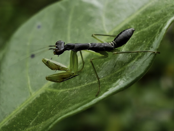 Ant Mimick Mantis | Project Noah