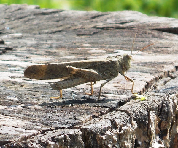 Carolina Locust | Project Noah