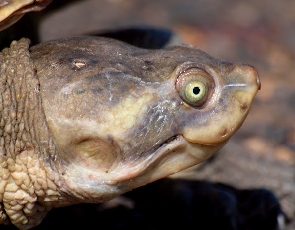 Krefft's River Turtle | Project Noah