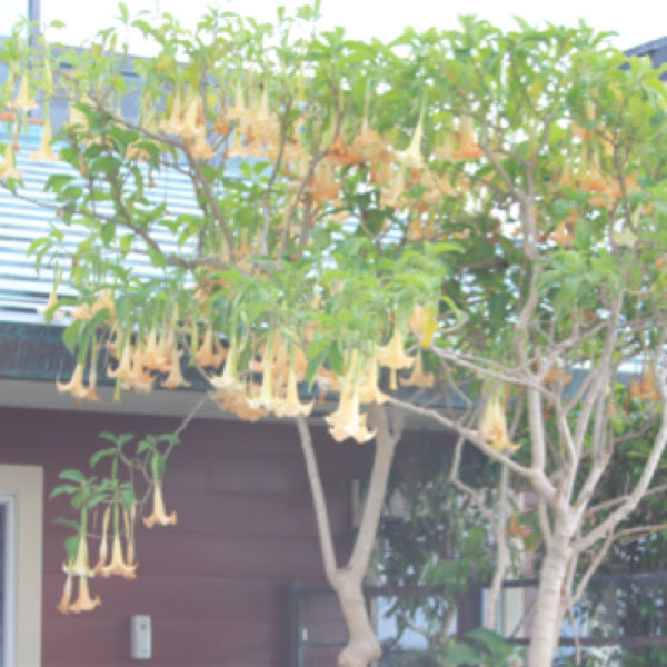 Angel Trumpet | Project Noah