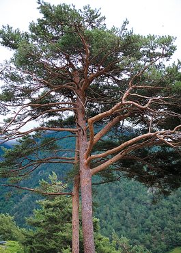 Pi roig | Project Noah