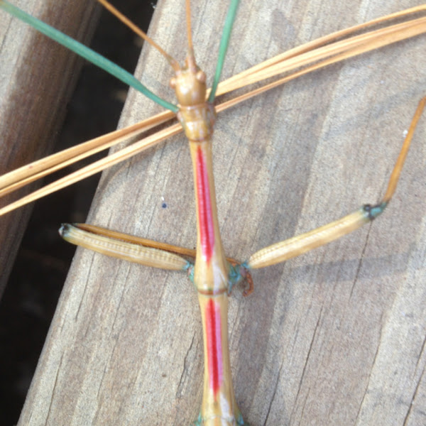 Giant walking stick (male) | Project Noah