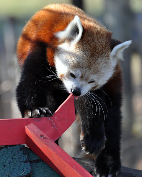 Red Panda | Project Noah