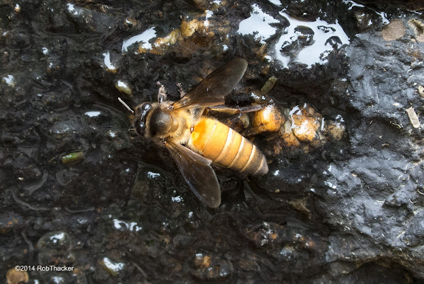 Giant Honey Bee, Rock Honeybee | Project Noah