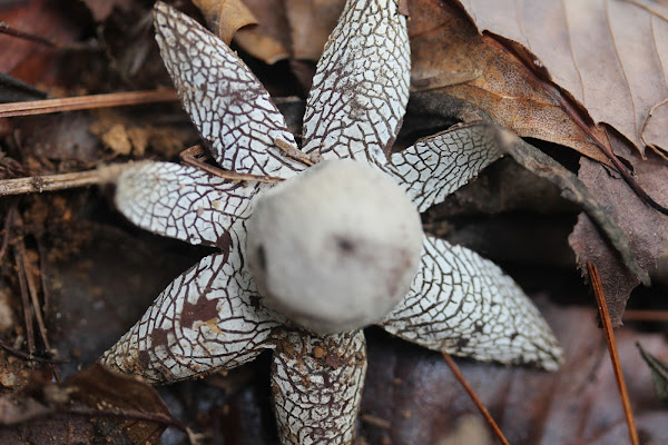 Barometer Earthstar | Project Noah