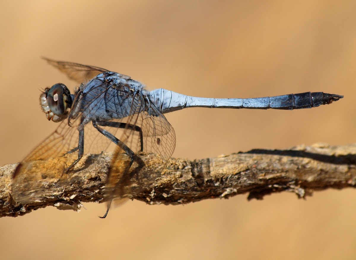 Dragonfly | Project Noah