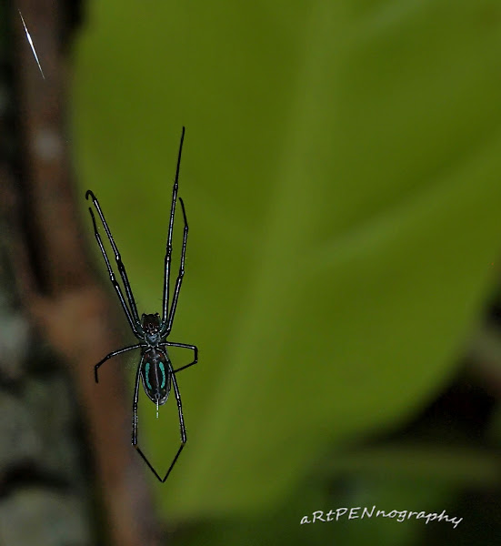 Spider | Project Noah