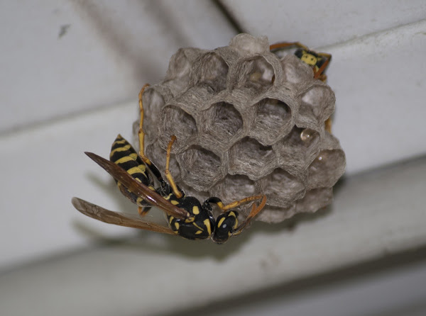Paper Wasp | Project Noah