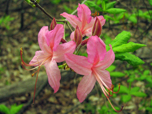 Early Azalea | Project Noah