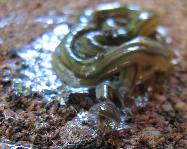 Hammerhead Worm | Project Noah