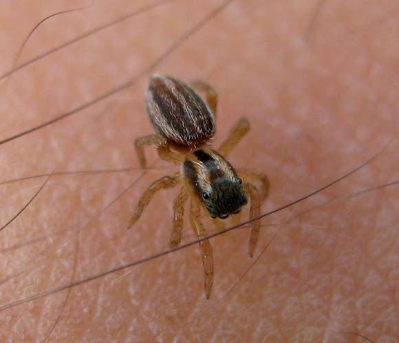 Striped Spider | Project Noah