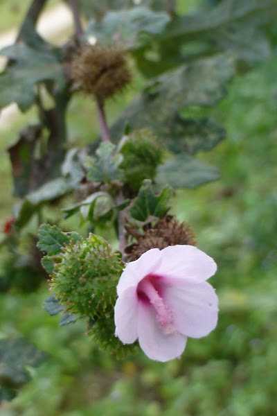 Cotton Stainer Bug nymph | Project Noah
