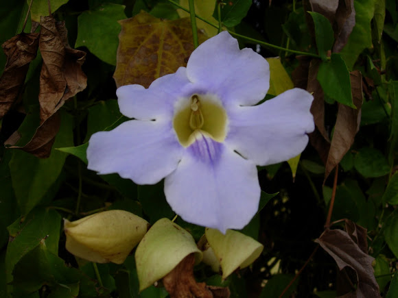 Bignonia azul | Project Noah