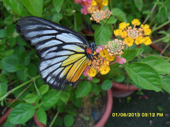 Red-spot Sawtooth | Project Noah