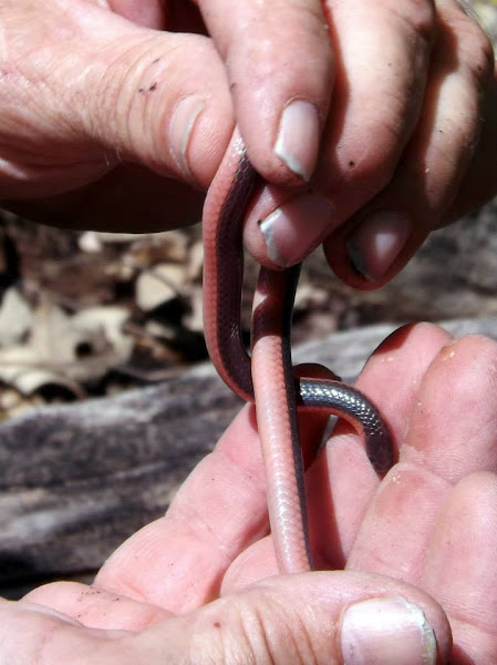 western worm snake | Project Noah