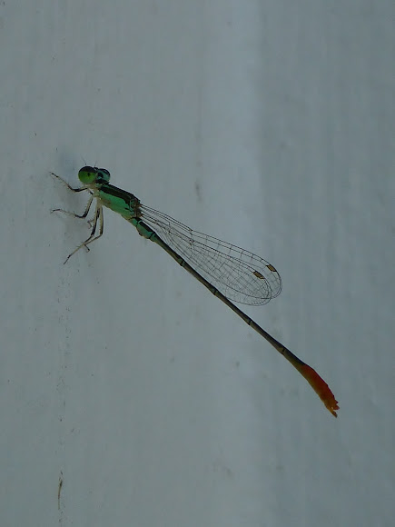 Tiny Midget, Variable Sprite, Red-tipped Shadefly | Project Noah