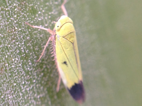 Green Rice Leafhopper (Male) | Project Noah