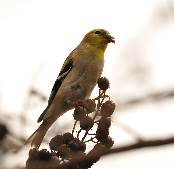 American Goldfinches | Project Noah