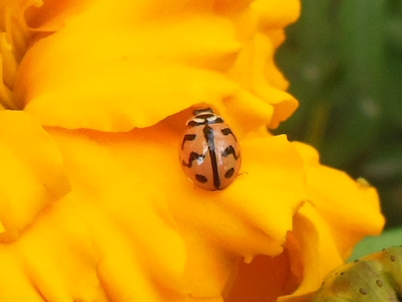 Indian Wave Striped Ladybug | Project Noah