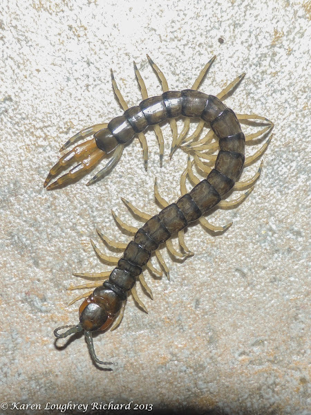 Florida blue centipede | Project Noah